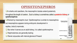 succession of kidneys in a vertebrate series | PPTX