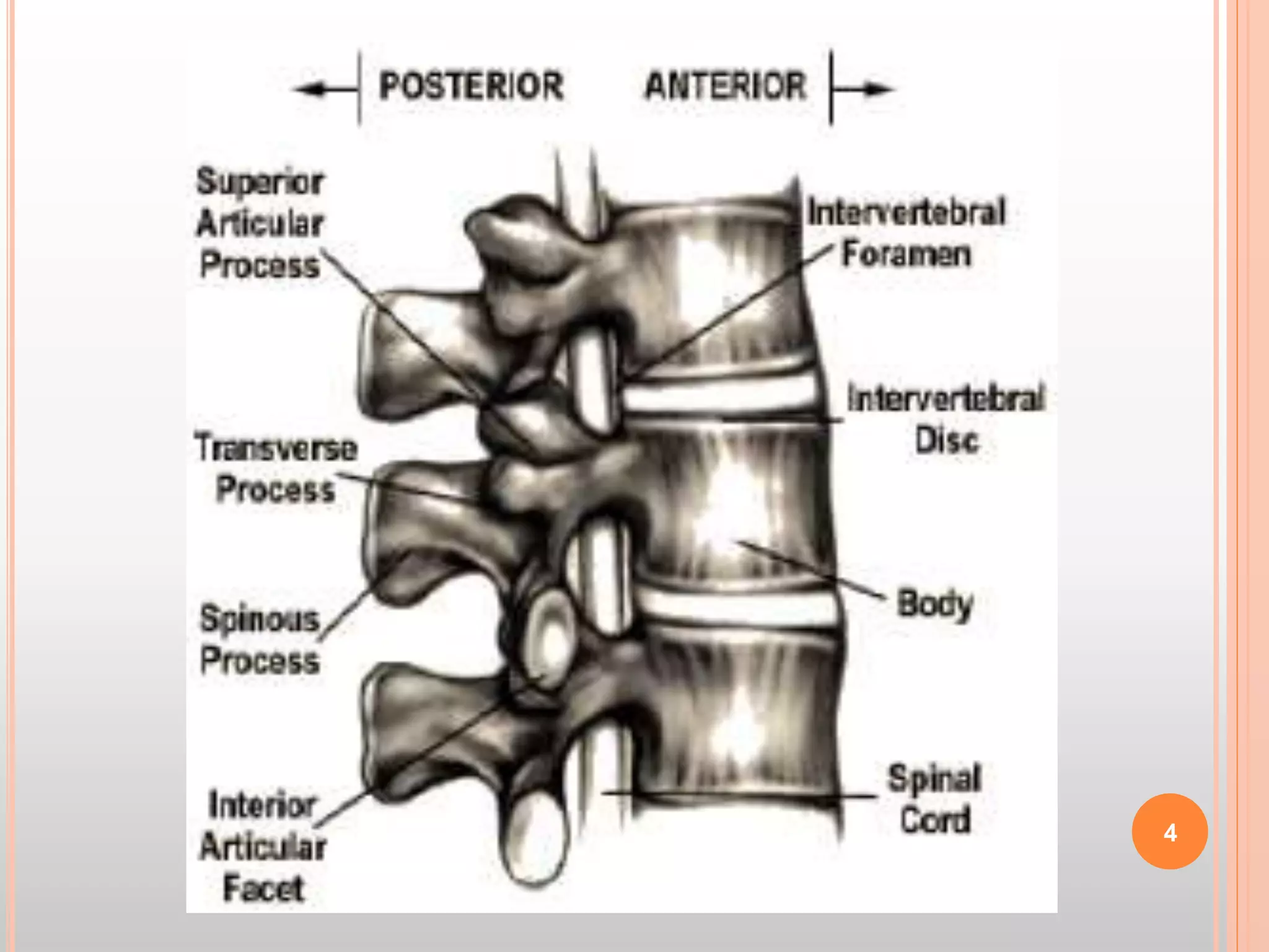 Subjective examination lumbar spine | PPTX