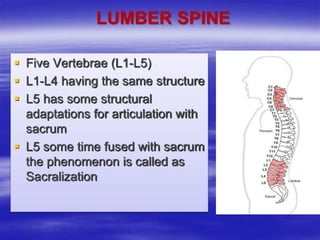 Subjective examination lumbar spine | PPTX