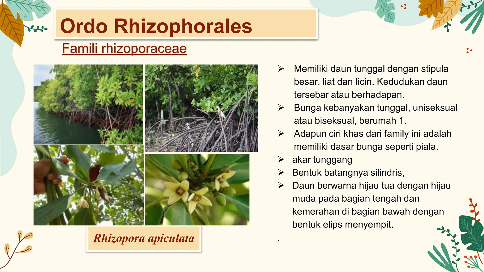 klasifikasi makhluk hidup_sub kelas rosidae | PPTX