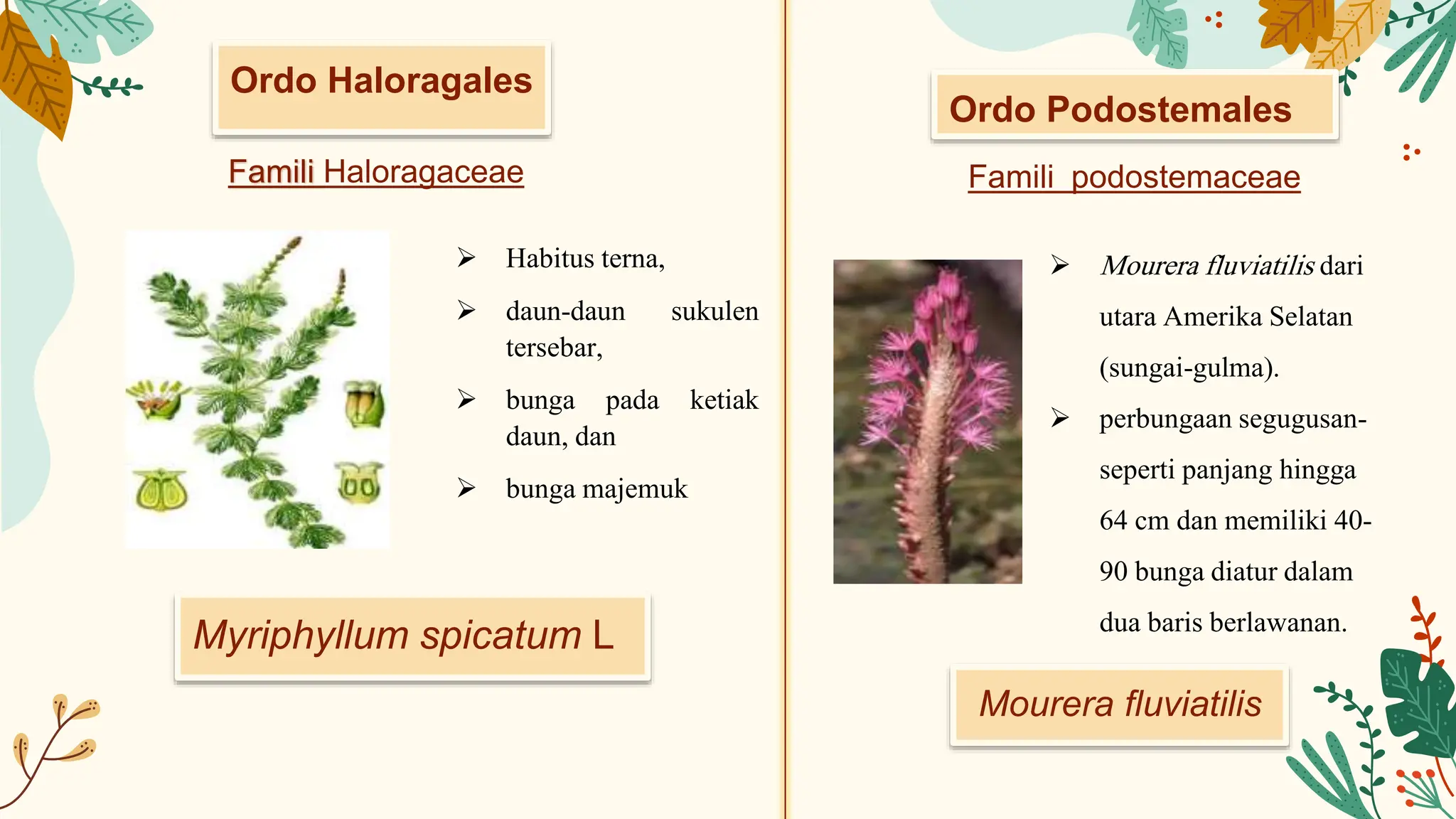 klasifikasi makhluk hidup_sub kelas rosidae | PPTX