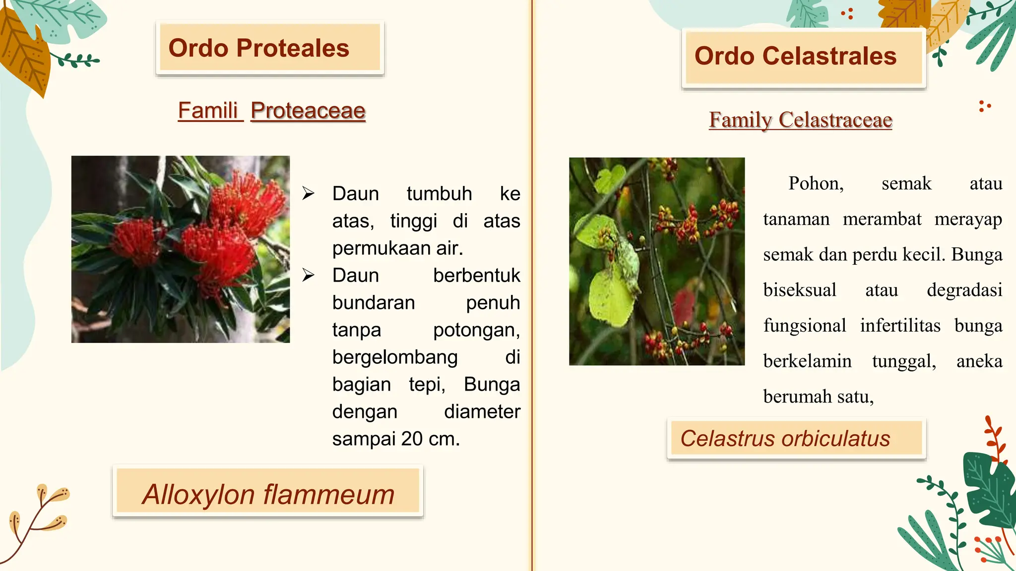 klasifikasi makhluk hidup_sub kelas rosidae | PPTX