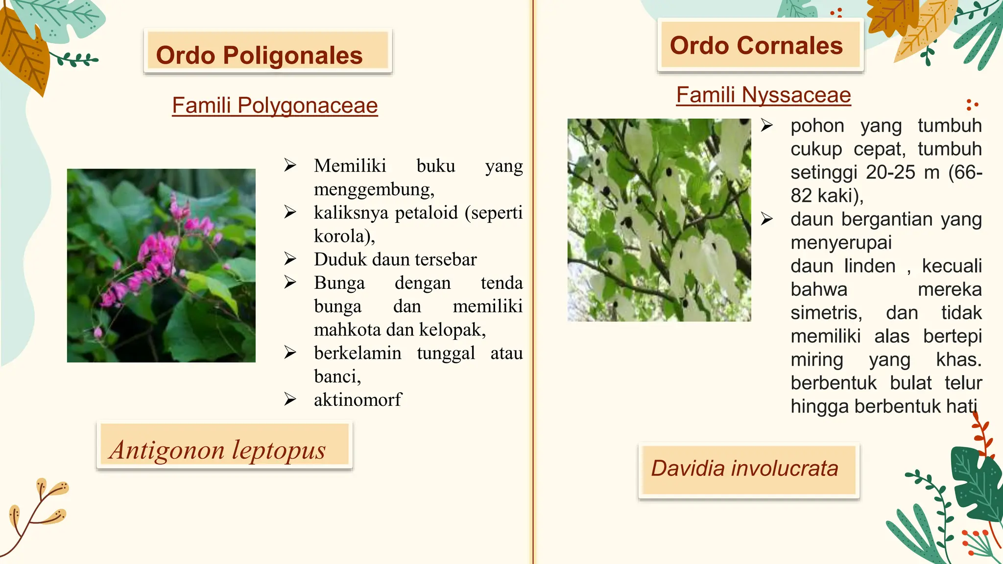 klasifikasi makhluk hidup_sub kelas rosidae | PPTX