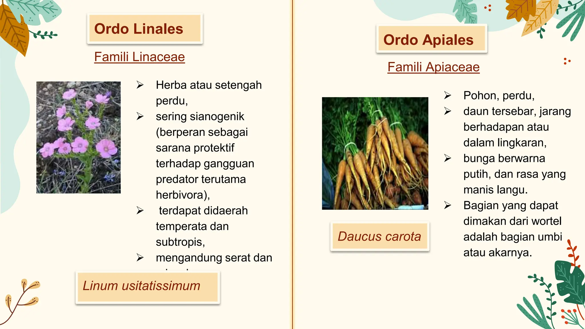 klasifikasi makhluk hidup_sub kelas rosidae | PPTX