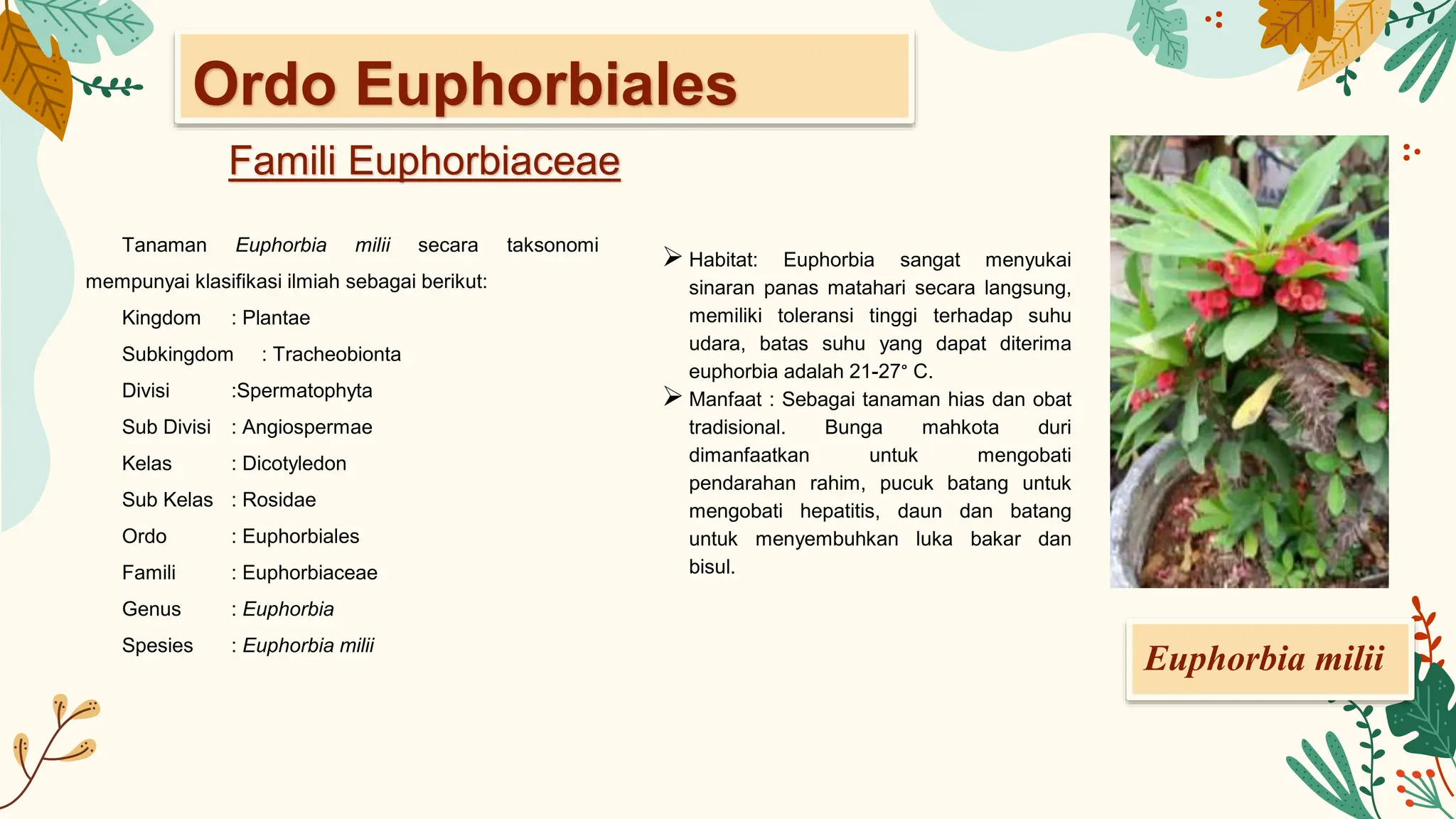 klasifikasi makhluk hidup_sub kelas rosidae | PPTX