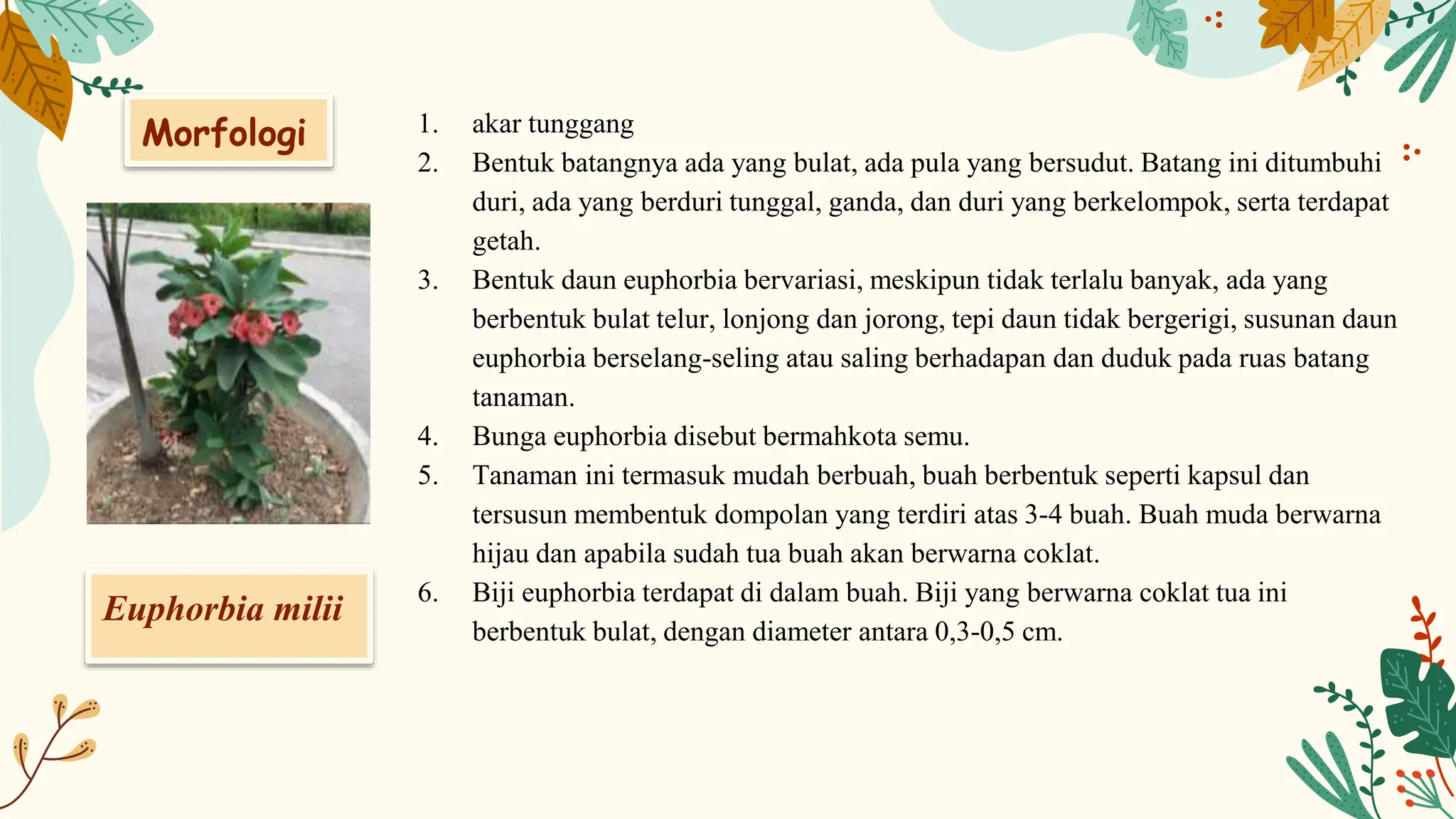 klasifikasi makhluk hidup_sub kelas rosidae | PPTX