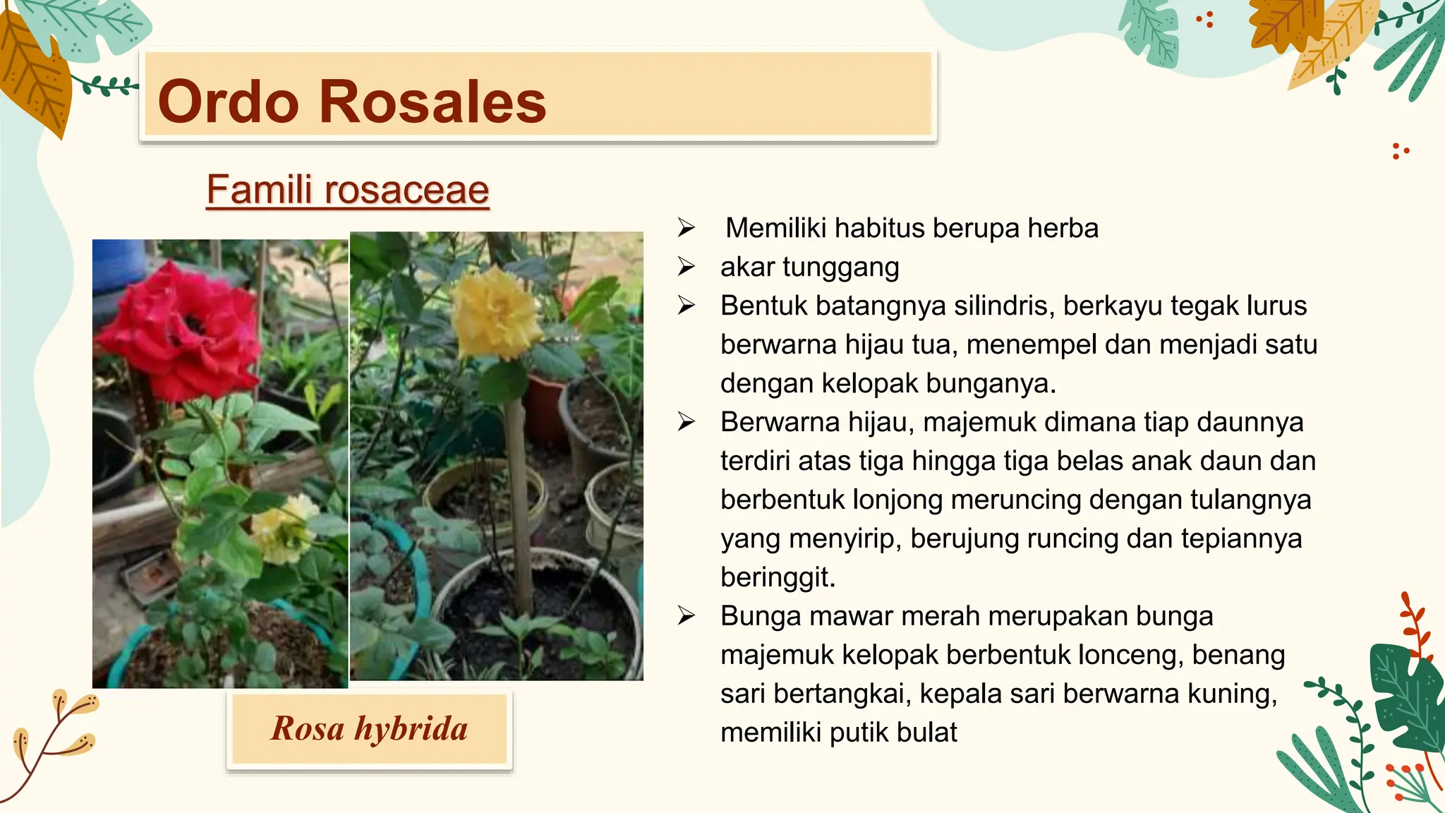 klasifikasi makhluk hidup_sub kelas rosidae | PPTX