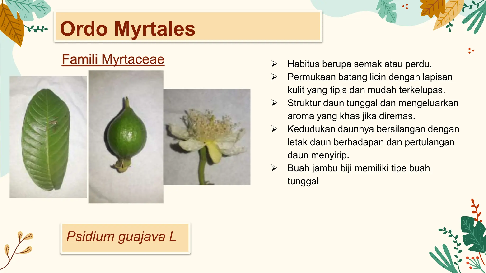 klasifikasi makhluk hidup_sub kelas rosidae | PPTX