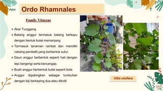 klasifikasi makhluk hidup_sub kelas rosidae | PPTX