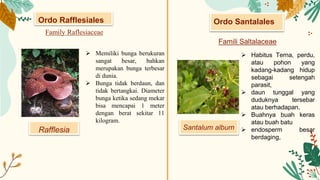 klasifikasi makhluk hidup_sub kelas rosidae | PPTX