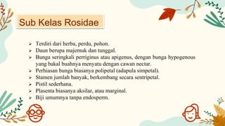 klasifikasi makhluk hidup_sub kelas rosidae | PPTX