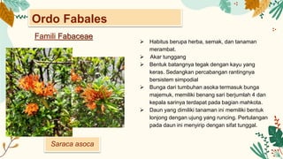 klasifikasi makhluk hidup_sub kelas rosidae | PPTX