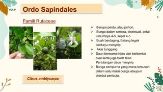 klasifikasi makhluk hidup_sub kelas rosidae | PPTX