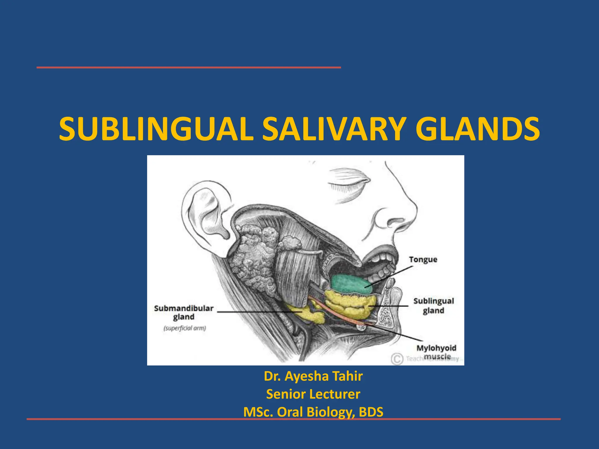 SUBLINGUAL SALIVARY GLANDS.pptx