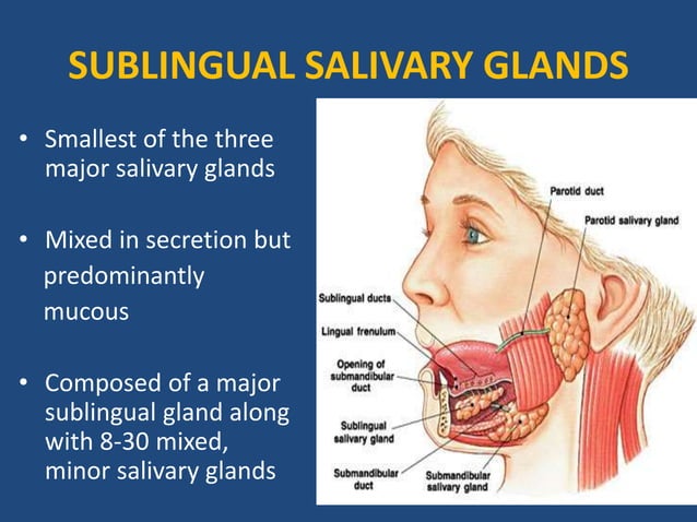 SUBLINGUAL SALIVARY GLANDS.pptx | Ear, Nose and Throat Conditions | Diseases and Conditions
