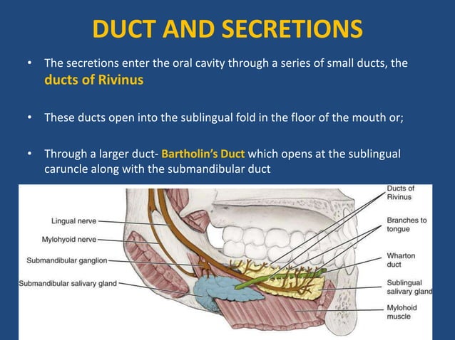 SUBLINGUAL SALIVARY GLANDS.pptx | Ear, Nose and Throat Conditions ...