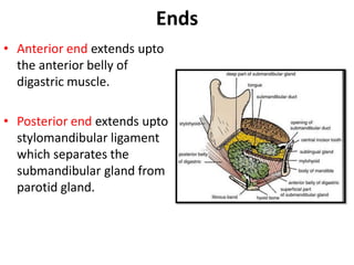 SUBMANDIBULAR-REGION.pdf
