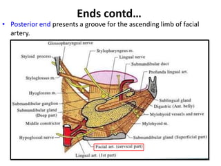 SUBMANDIBULAR-REGION.pdf