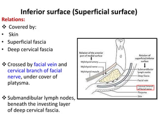 SUBMANDIBULAR-REGION.pdf
