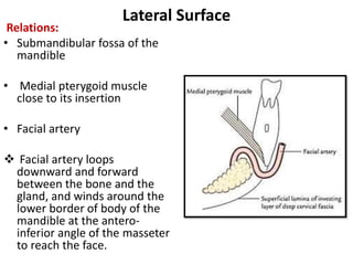 SUBMANDIBULAR-REGION.pdf