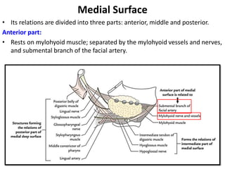 SUBMANDIBULAR-REGION.pdf
