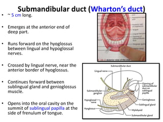 SUBMANDIBULAR-REGION.pdf