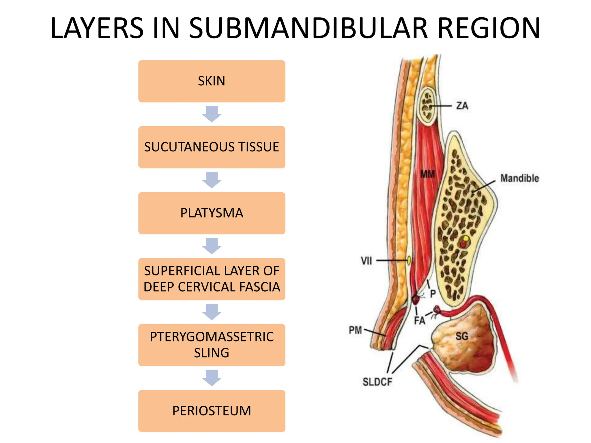 SUBMANDIBULAR APPROACH PPT for mandibular fractures.pptx
