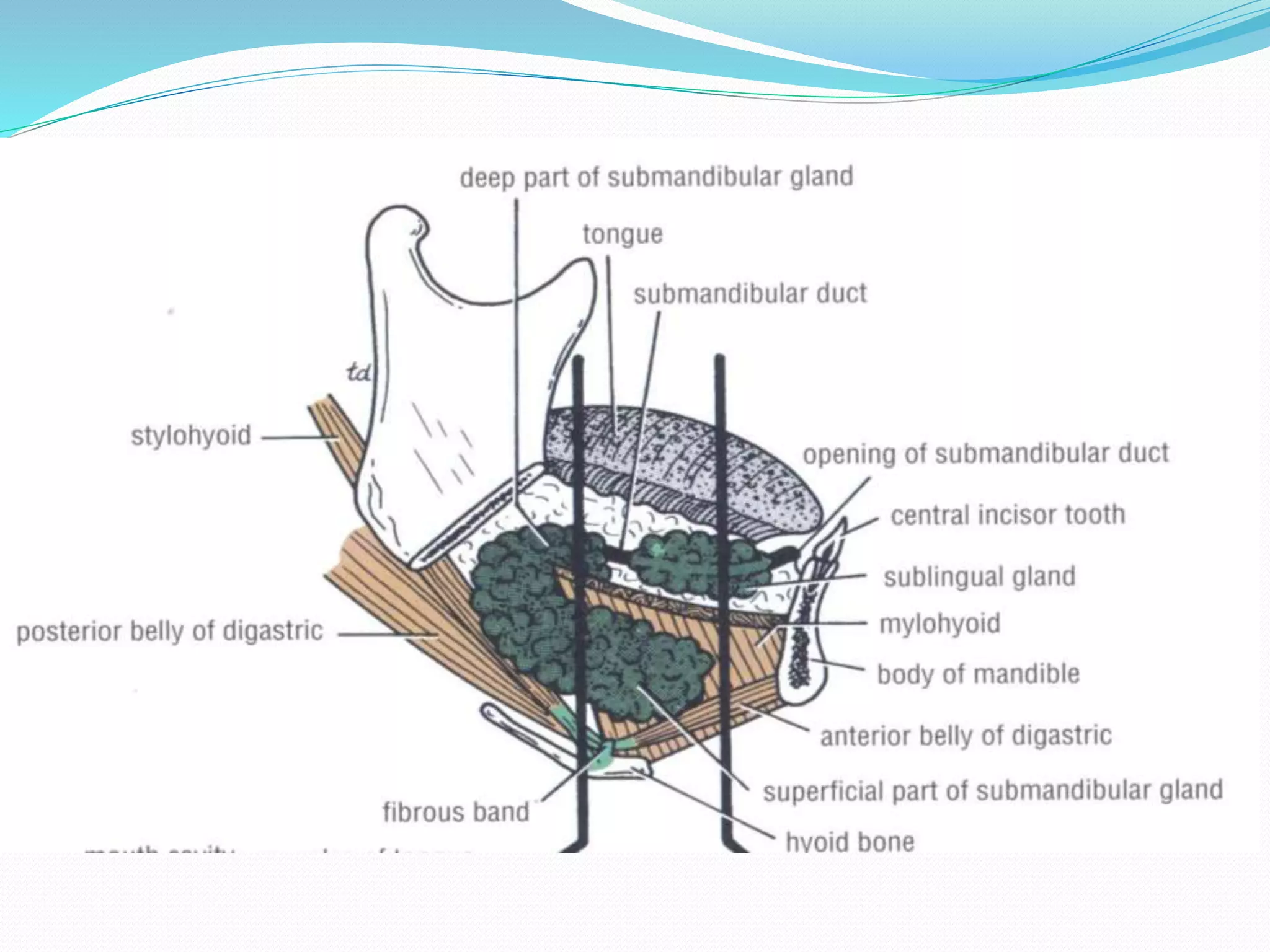 Submandibular Ganglion Ppt