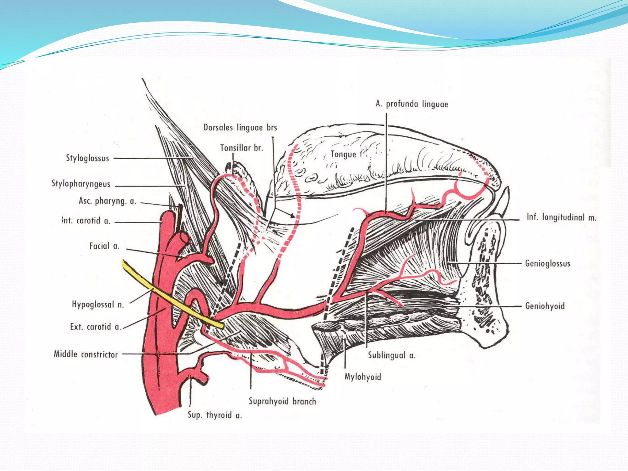 SUBMANDIBULAR GANGLION LINGUAL ARTERY.pptx