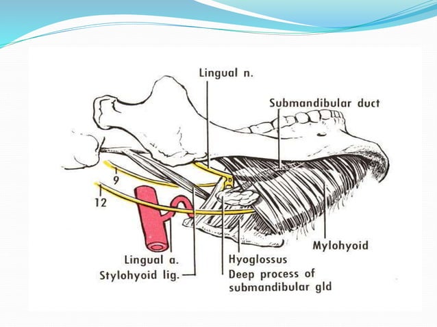 SUBMANDIBULAR GANGLION LINGUAL ARTERY.pptx