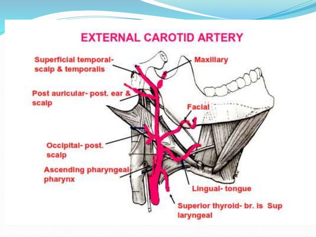 SUBMANDIBULAR GANGLION LINGUAL ARTERY.pptx