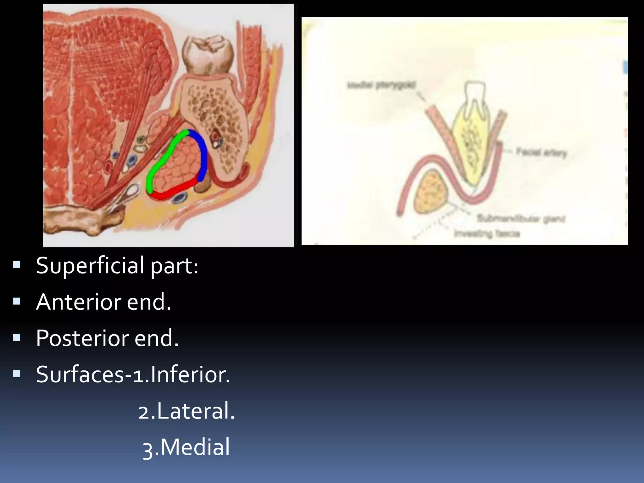 Submandibular gland and hyoglossus muscle and its relations | PDF