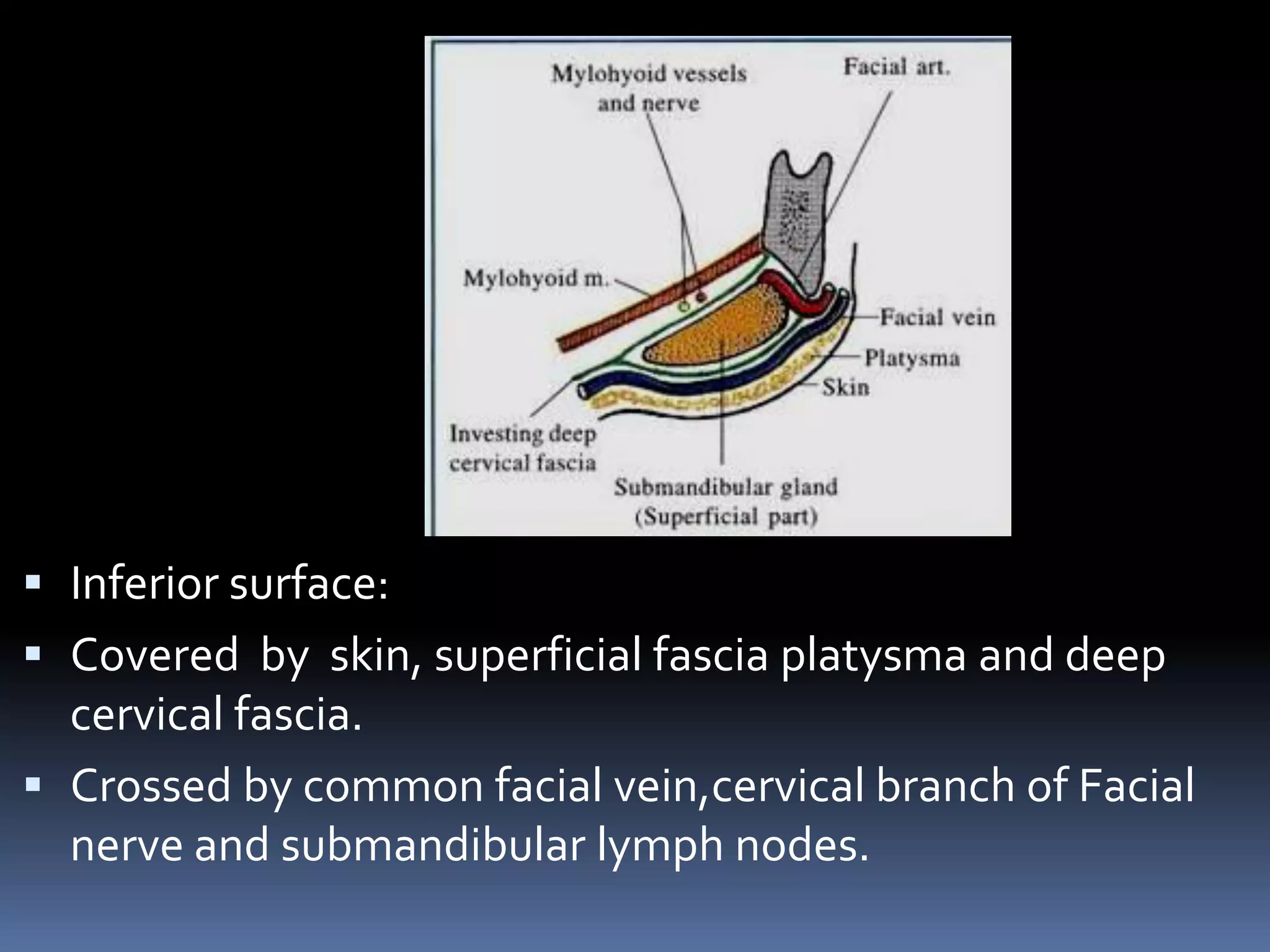 Submandibular gland and hyoglossus muscle and its relations | PDF