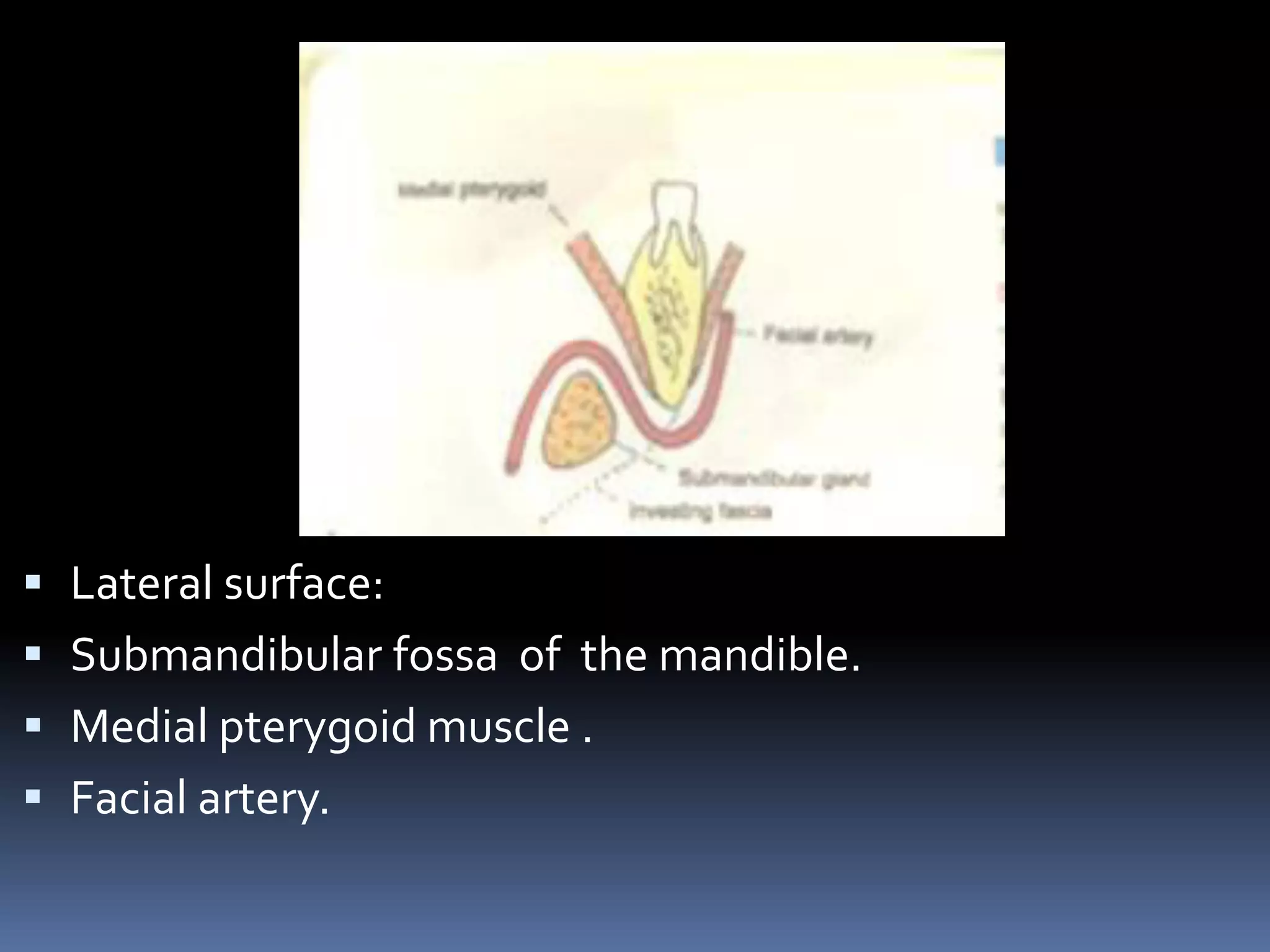Submandibular gland and hyoglossus muscle and its relations | PDF