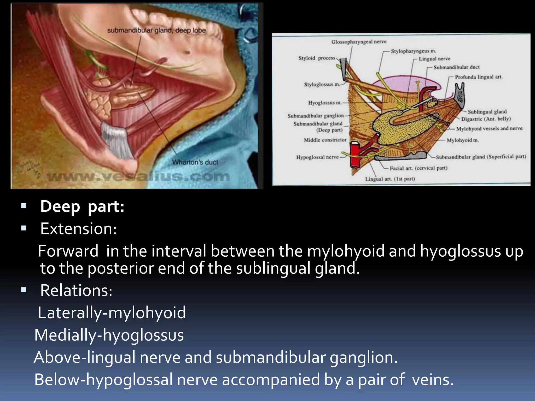 Submandibular gland and hyoglossus muscle and its relations | PDF