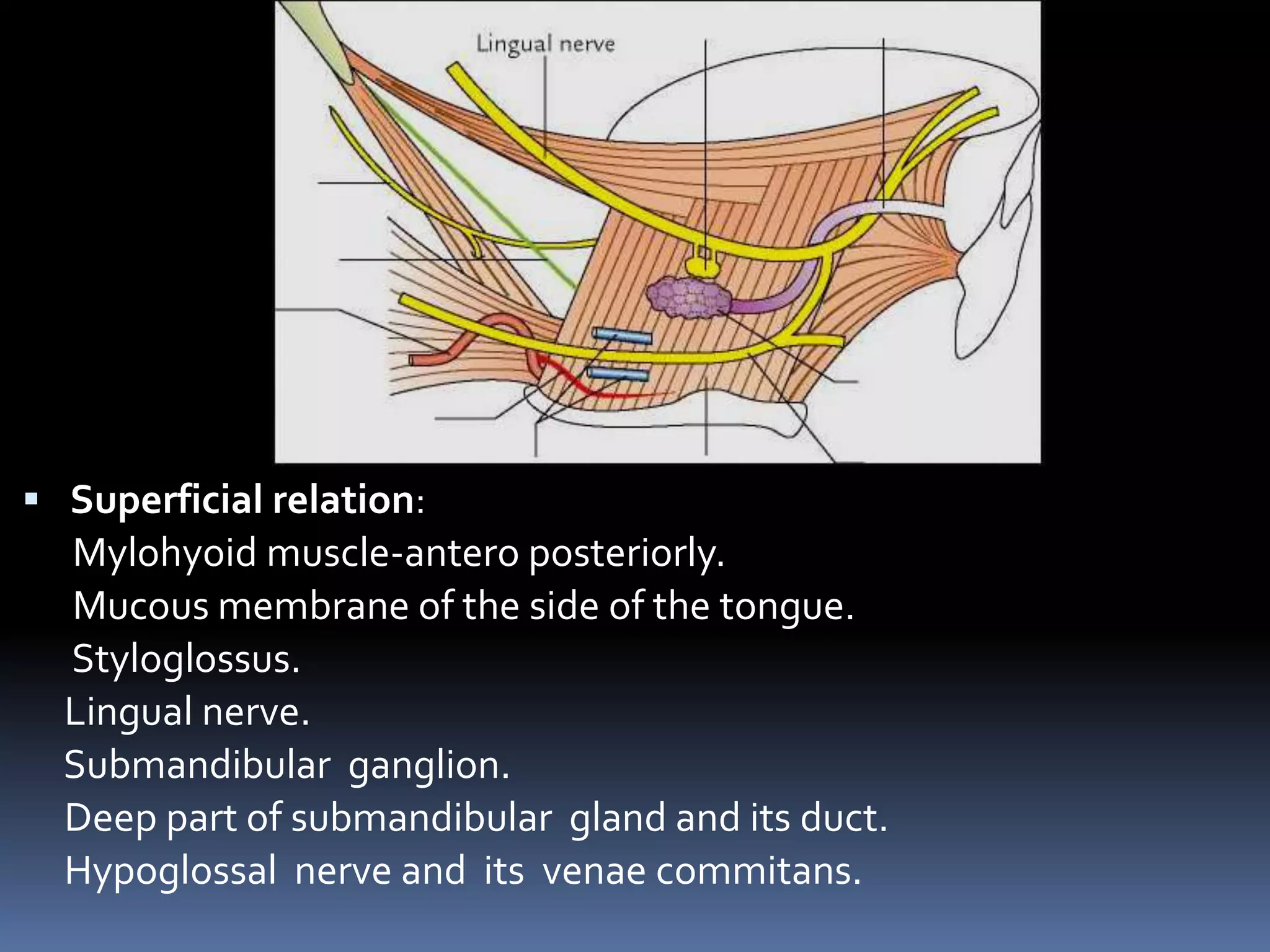 Submandibular gland and hyoglossus muscle and its relations | PDF