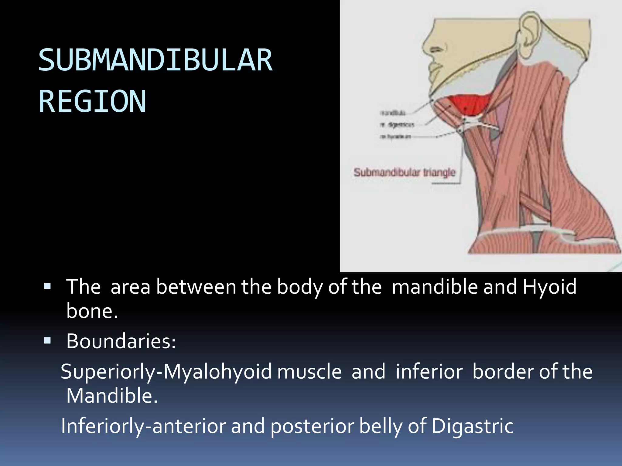Submandibular gland and hyoglossus muscle and its relations | PDF