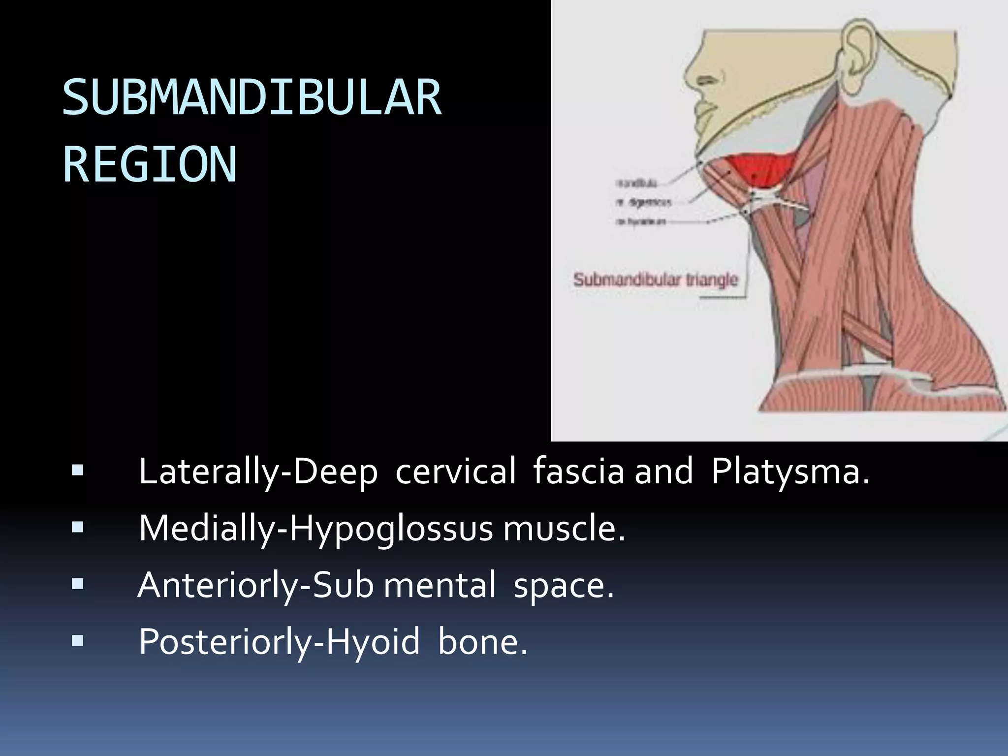 Submandibular gland and hyoglossus muscle and its relations | PDF