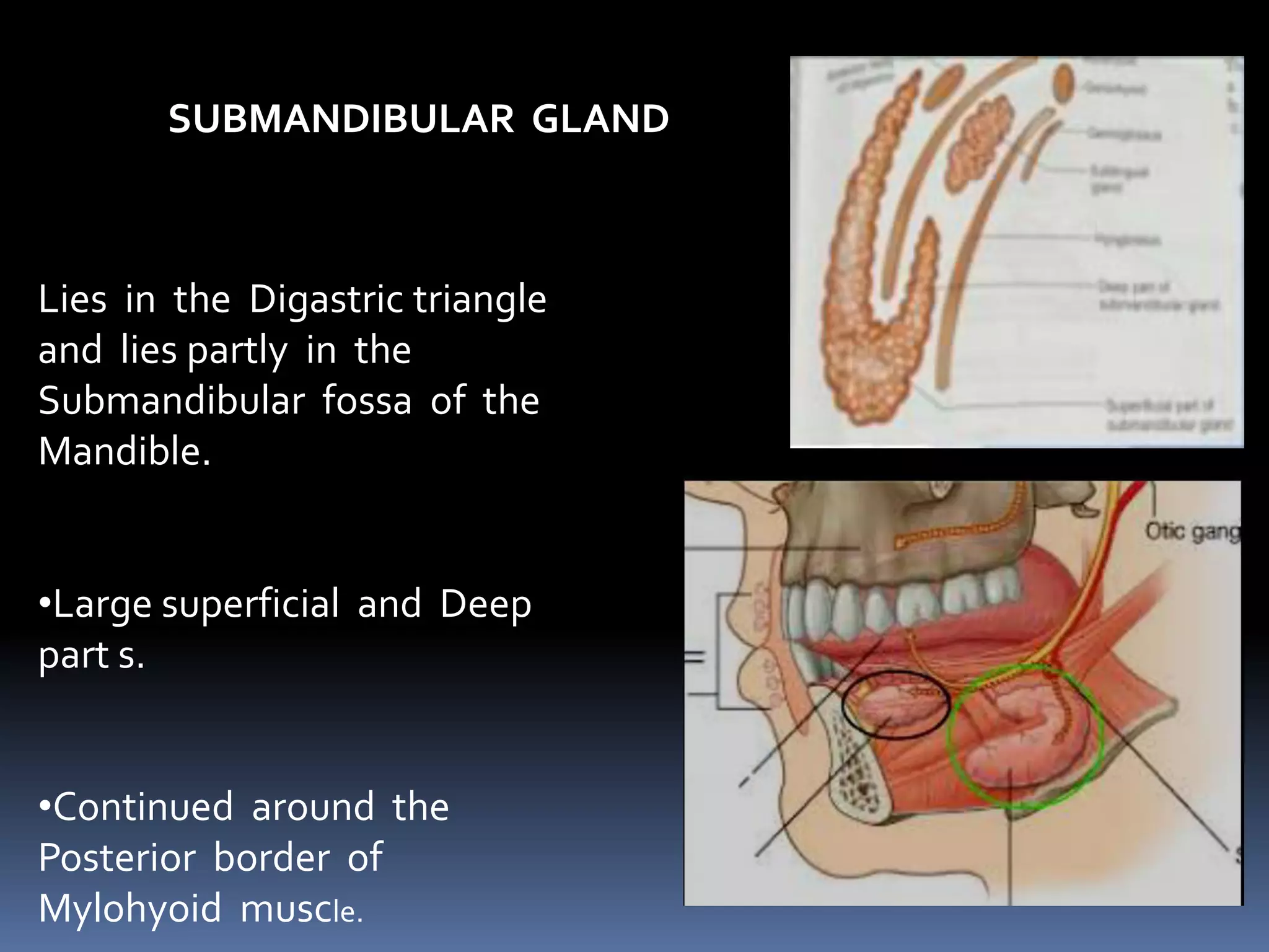 Submandibular gland and hyoglossus muscle and its relations | PDF