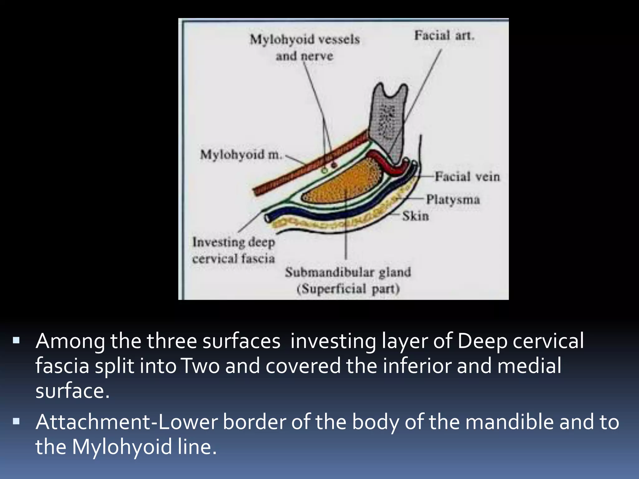 Submandibular gland and hyoglossus muscle and its relations | PDF