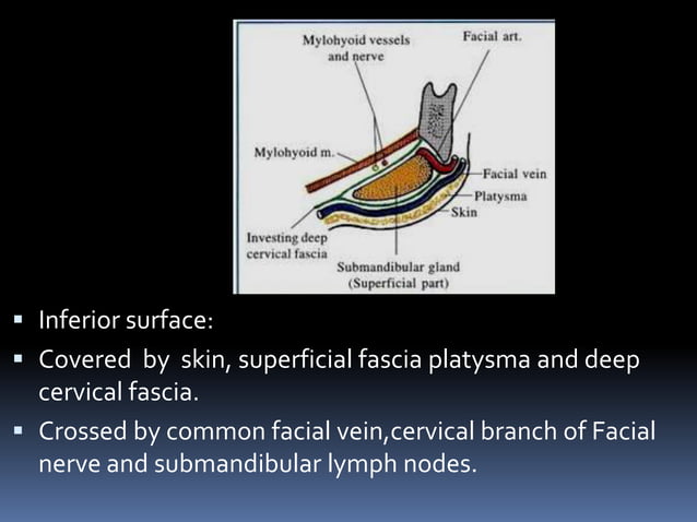 Submandibular gland and hyoglossus muscle and its relations | PDF | Ear ...