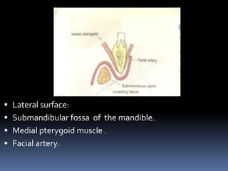 Submandibular gland and hyoglossus muscle and its relations | PDF