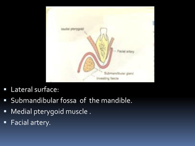 Submandibular gland and hyoglossus muscle and its relations | PDF | Ear ...