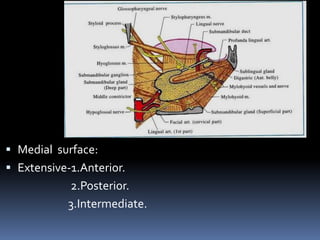 Submandibular gland and hyoglossus muscle and its relations | PDF
