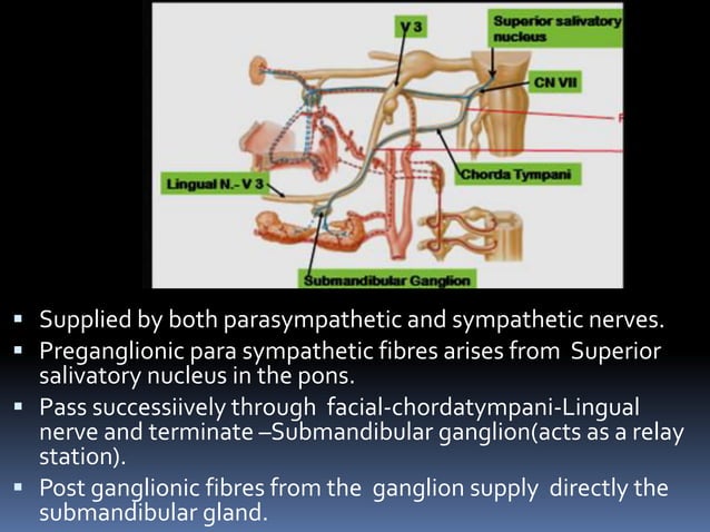 Submandibular gland and hyoglossus muscle and its relations | PDF | Ear ...