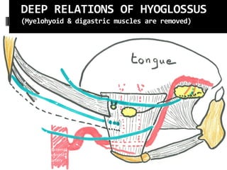 Submandibular gland and hyoglossus muscle and its relations | PDF