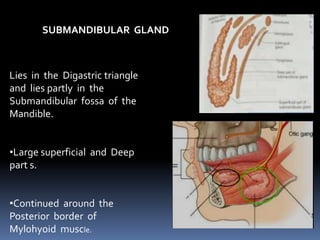Submandibular gland and hyoglossus muscle and its relations | PPT