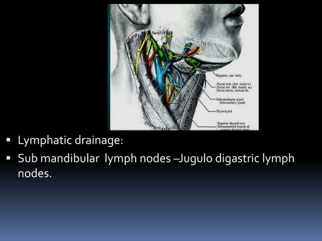 Submandibular gland and hyoglossus muscle and its relations