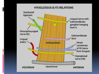 Hyoglossus Lingual Artery