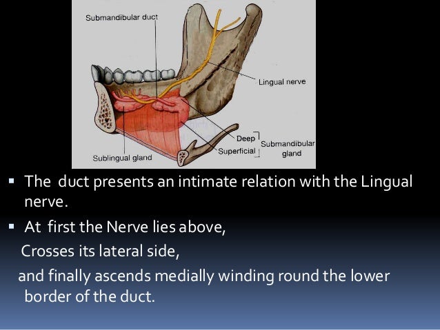 Submandibular Gland Relations